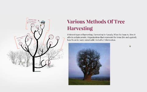 Various Methods Of Harvesting trees by kryssy august on Prezi