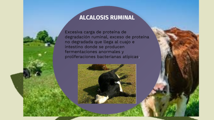ALCALOSIS RUMINAL by Claudia Stefania Quizhpe Criollo on Prezi