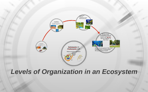 Levels of Organization in an Ecosystem by Michelle Thurman on Prezi