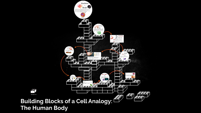 Building Blocks of a Cell Analogy by Sydney Walker on Prezi