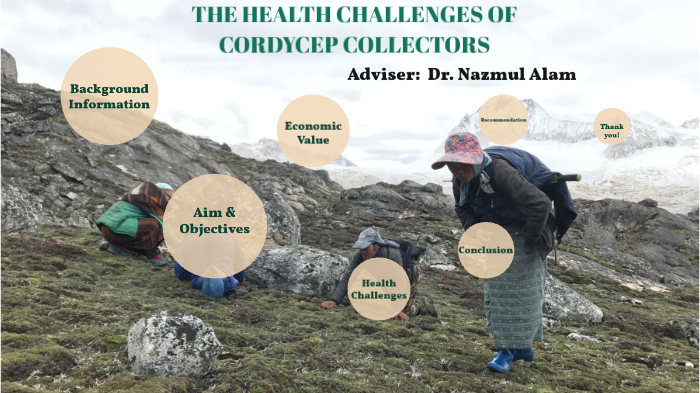 The Health Challenges of Cordycep Collectors by Passang Dema on Prezi