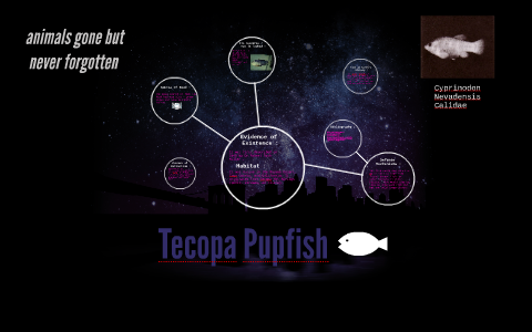 Tecopa Pupfish by dayana mendez on Prezi