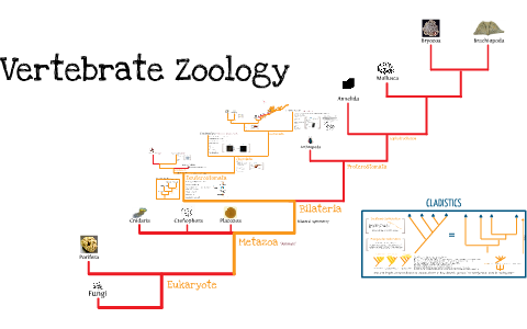 Vertebrate Zoology by Maggie M. on Prezi