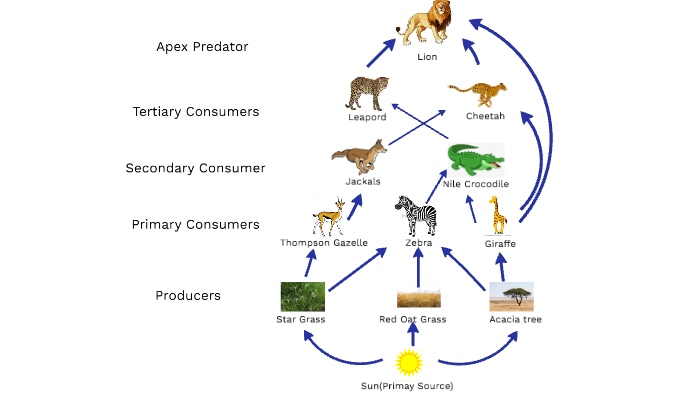 Cheetah Food Web by Joshua Benny on Prezi
