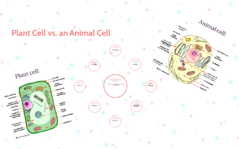 Plant Cell vs. an Animal Cell by Bailey Thompson on Prezi