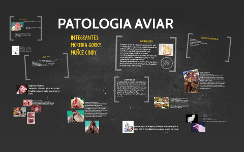 COLERA AVIAR Y COLIBACILOSIS by cigrey Muñoz on Prezi