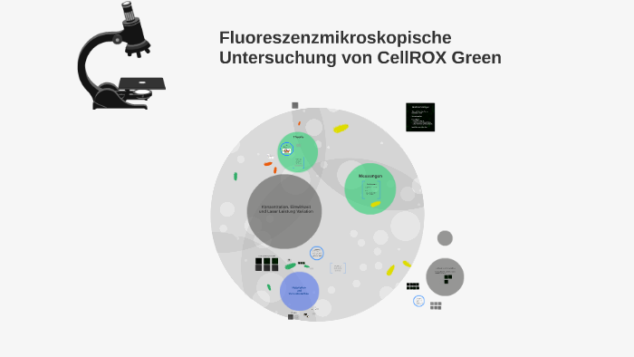 Fluoreszenzmikroskopische Untersuchung on CellROX Green by Lisha Chai ...