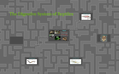 The Digestive System of Reptiles by Edmar Pariolan on Prezi