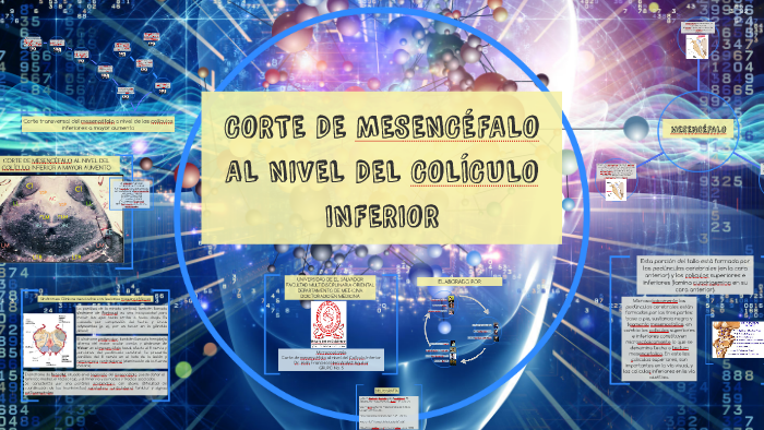CORTE DE MESENCÉFALO AL NIVEL DEL COLÍCULO INFERIOR by Krissia Salvador ...