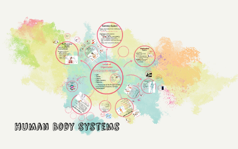 Human Body Systems by 7th Grade Science ALR on Prezi