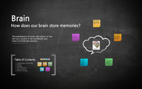 How does our brain store memories? by Ung Park on Prezi