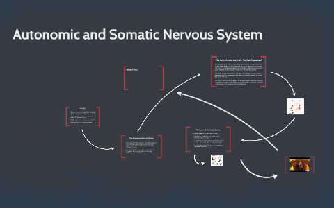 Autonomic and Somatic Nervous System by Emily Leach on Prezi