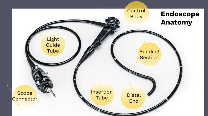 Endoscope Anatomy by Eric smith on Prezi