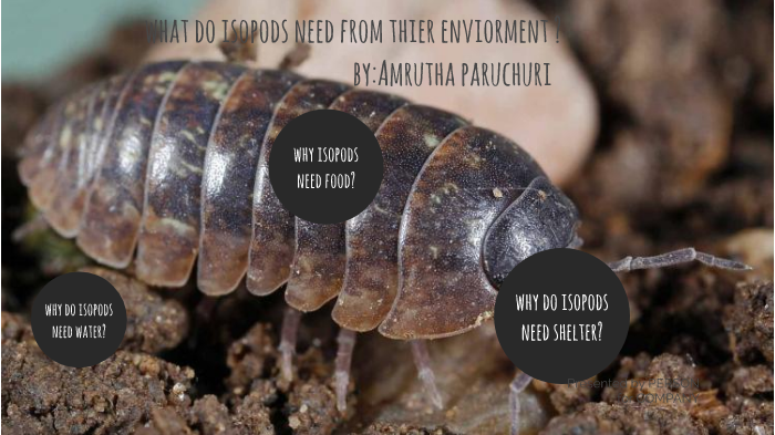Isopods environment by amrutha paruchuri on Prezi