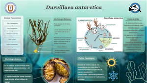 Durvillea by Vicente Basualto on Prezi Design
