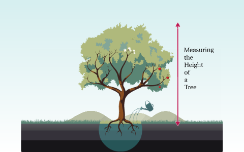 Measuring the Height of a Tree by Lyndsey McHugh on Prezi
