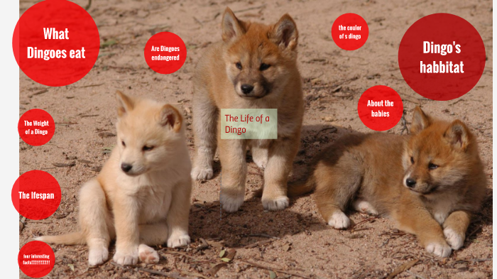 life of a dingo by Dasani olson on Prezi