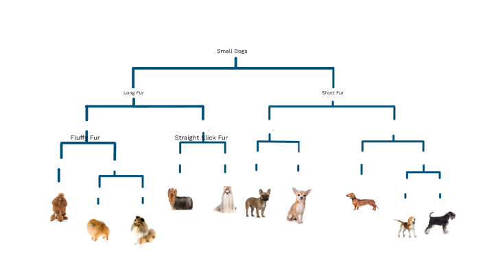 Dog Breed Dichotomous Key by grace lamal on Prezi