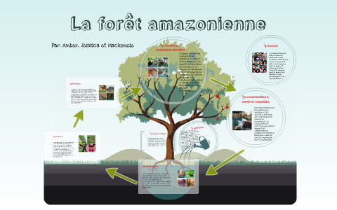 La foret amazonienne by Amber K on Prezi