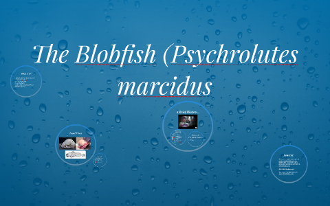 The Blobfish (Psychrolutes marcidus by Allison Madura on Prezi