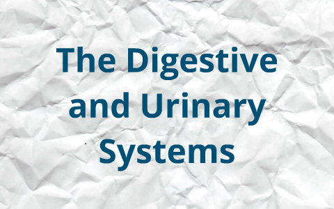 The Digestive and Urinary System by blaine jimerson on Prezi
