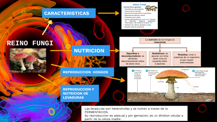 REINO FUNGI by joaquin meiraz on Prezi