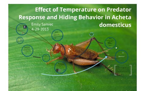 Predator response crickets by Emily Samiec on Prezi
