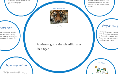 Tiger presentation by luke corless on Prezi