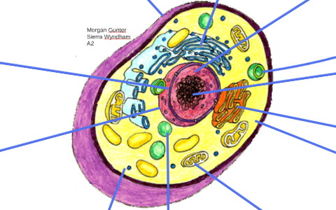 Mitochondria is like a battery- they both make energy by Morgan Gunter ...