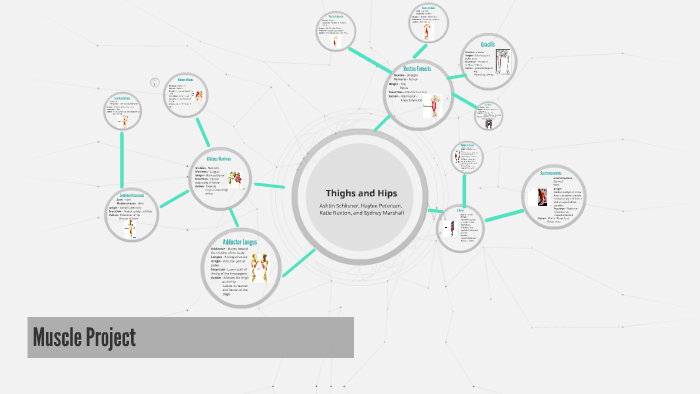 Muscle Project by Haylee Peterson on Prezi