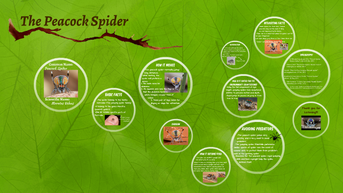 The Peacock Spider by Adela C. on Prezi