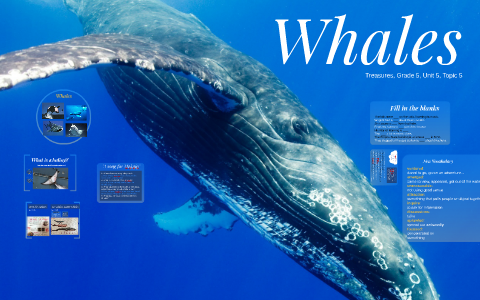 *Whales by Cedric Chastagner on Prezi
