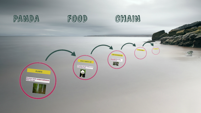 PANDA FOOD CHAIN by Kimberly Toledo on Prezi