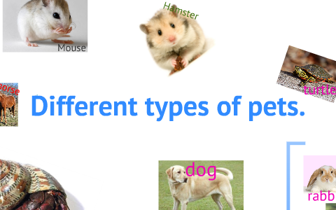 Different types of pets. by M Becker on Prezi