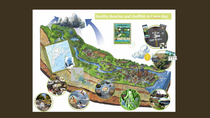 Healthy Beaches and Shellfish beds in Casco Bay by Sophia Scott