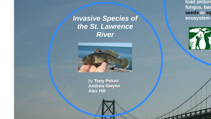 Invasive Species of the St. Lawrence River by Tony Pelusi on Prezi