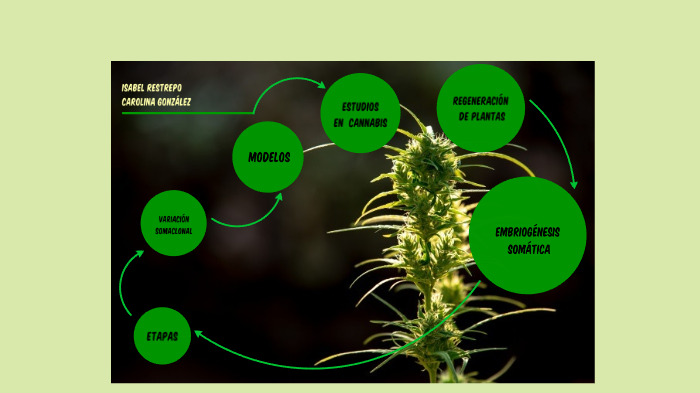 EMBRIOGENÉSIS SOMÁTICA by Carolina Gonzalez on Prezi