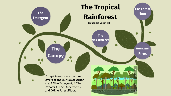 Biology- Tropical Rainforest Project by Vaania Varun on Prezi