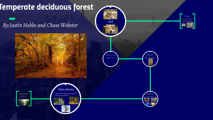 Temperate deciduous forest by justin hobbbs on Prezi