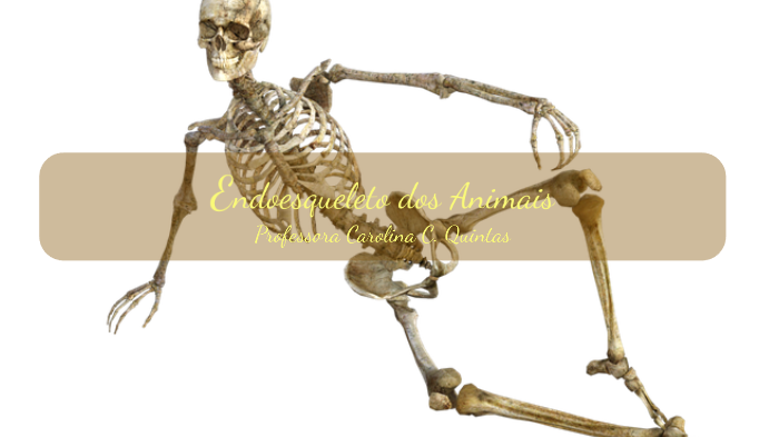 Endoesqueleto dos Animais by Professora Carol Quintas on Prezi