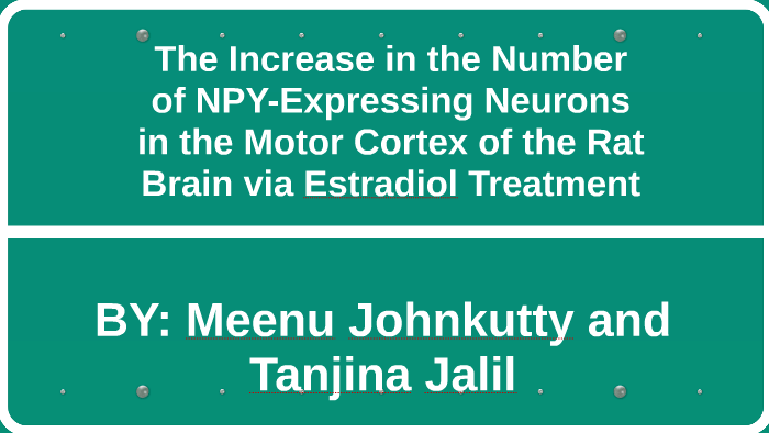 The Augmentation of NPY-expressing neurons in the rat brain by Meenu ...