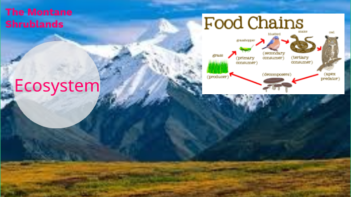 Montane Shrublands by Kyler Lazatin on Prezi