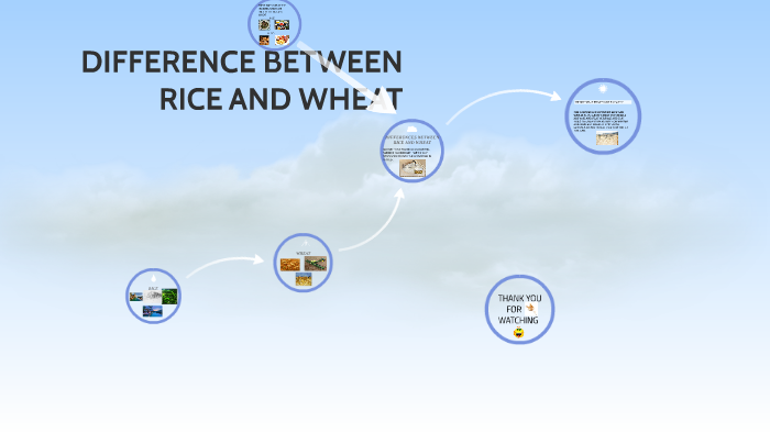 THE DIFFERENCE BETWEEN WHEAT AND RICE by Charles Morrissey on Prezi