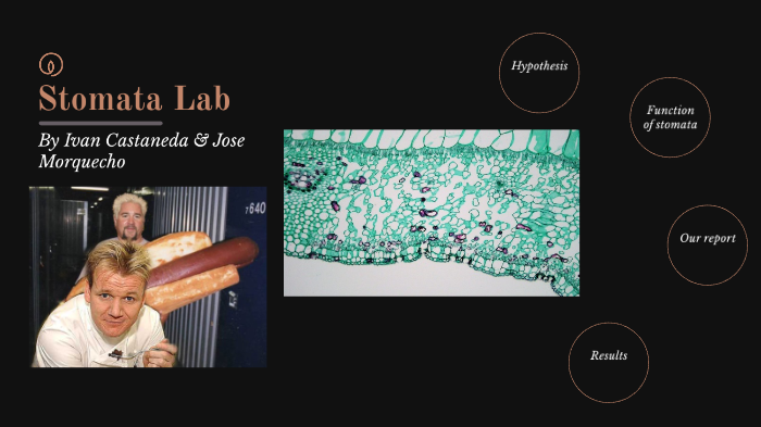 Stomata lab report by Ivan Castaneda on Prezi