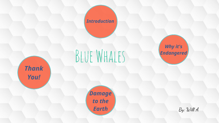 Blue Whales by William Antone on Prezi