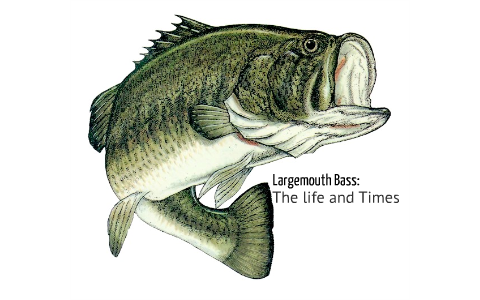 Life Cycle of a Largemouth Bass by Evan Hausig on Prezi