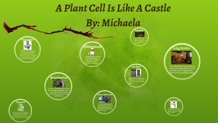 A Plant Cell Is Like A Castle by michaela lewis on Prezi