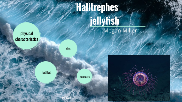 Halitrephes Jellyfish by Megan Miller on Prezi