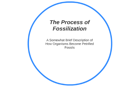 The Process of Fossilization by Sam Han on Prezi
