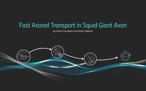Fast Axonal Transport in Squid Giant Axon by Sarah Cornelius on Prezi